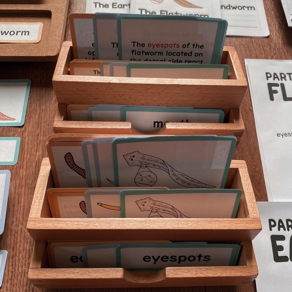 WORMS Zoology Unit Study Parts of Earthworm Flatworm Roundworm ...