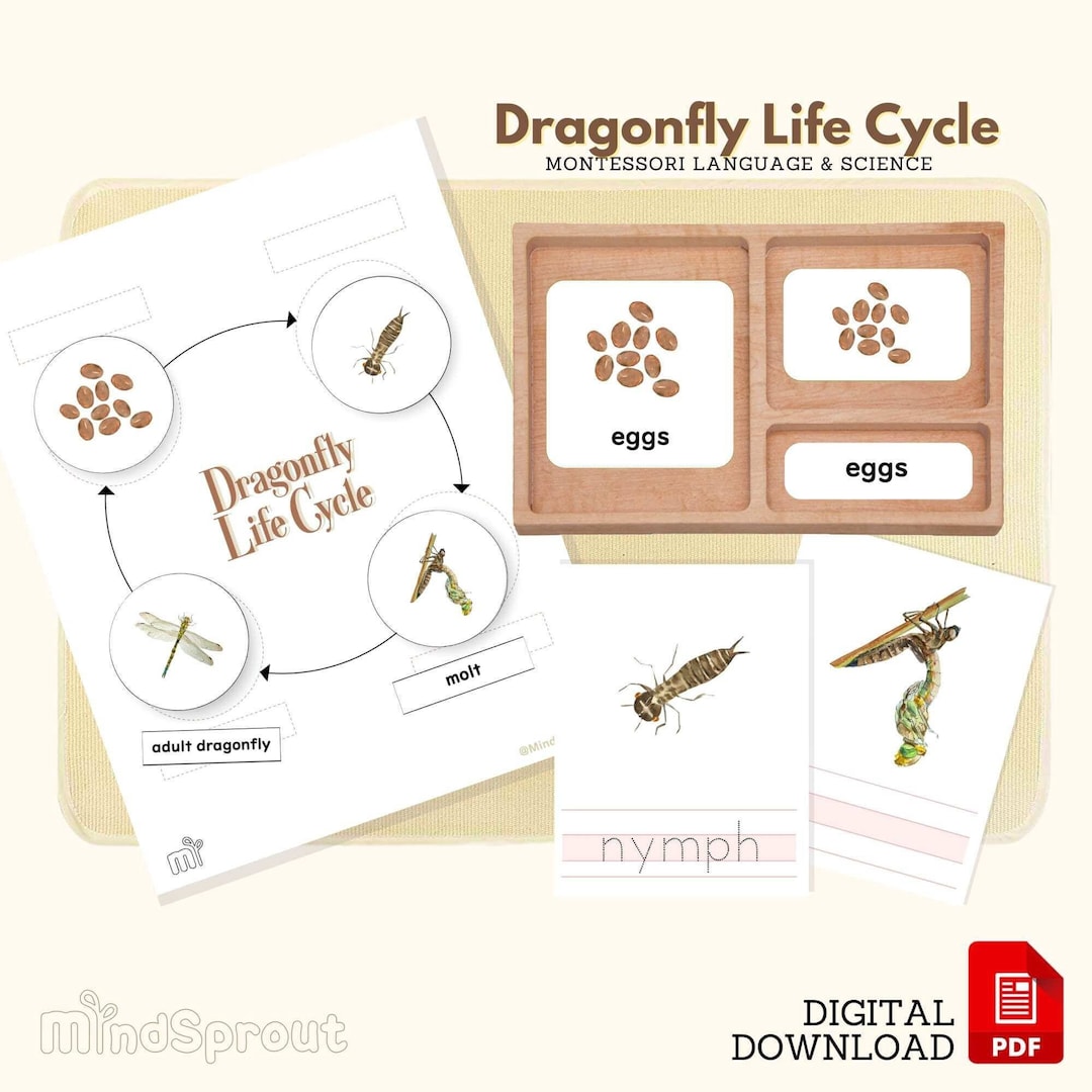 Life Cycle of Dragonfly, Montessori Language Dragonfly Life Cycle ...