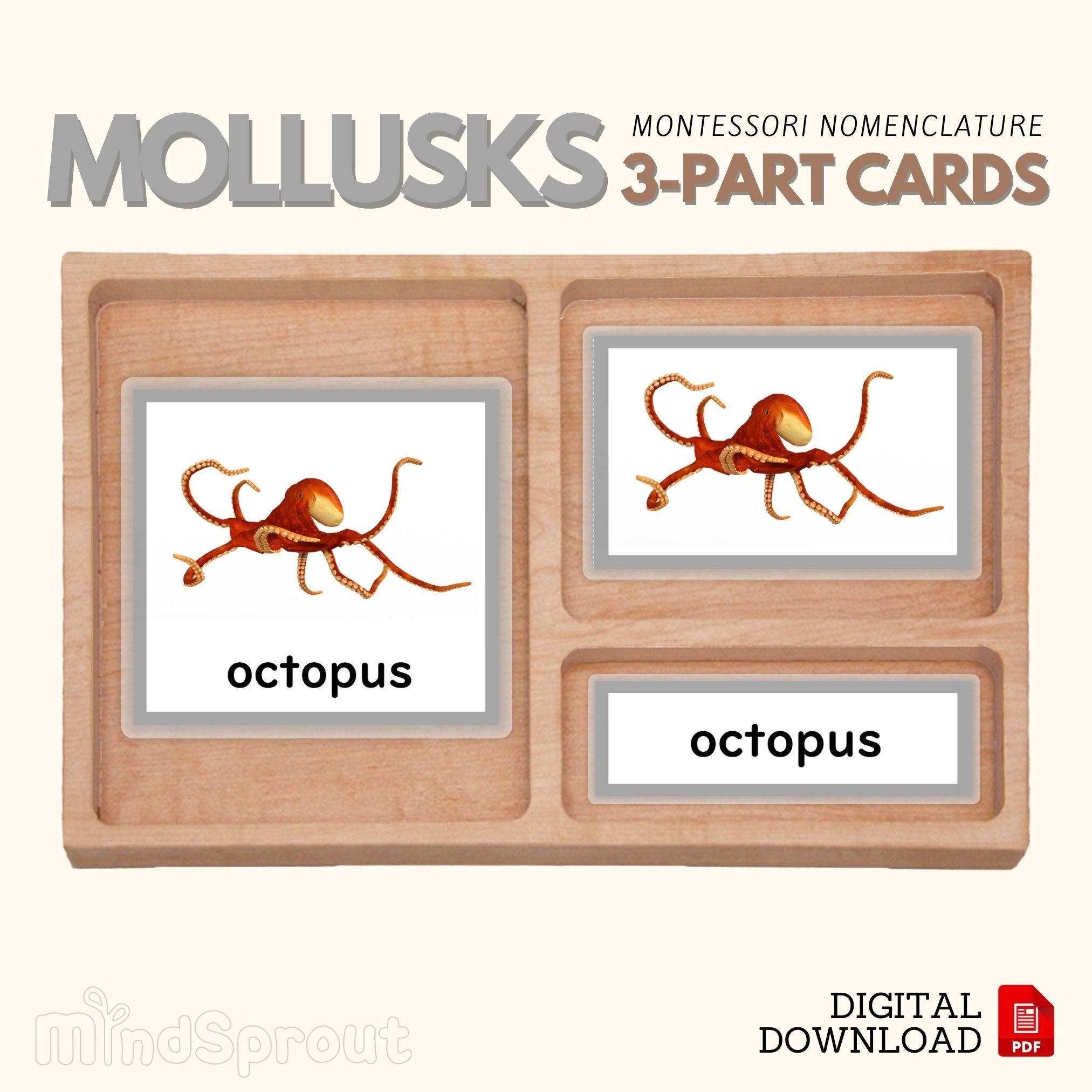 MOLLUSK Three Part Card Montessori Nomenclature 3-part Classified Card ...