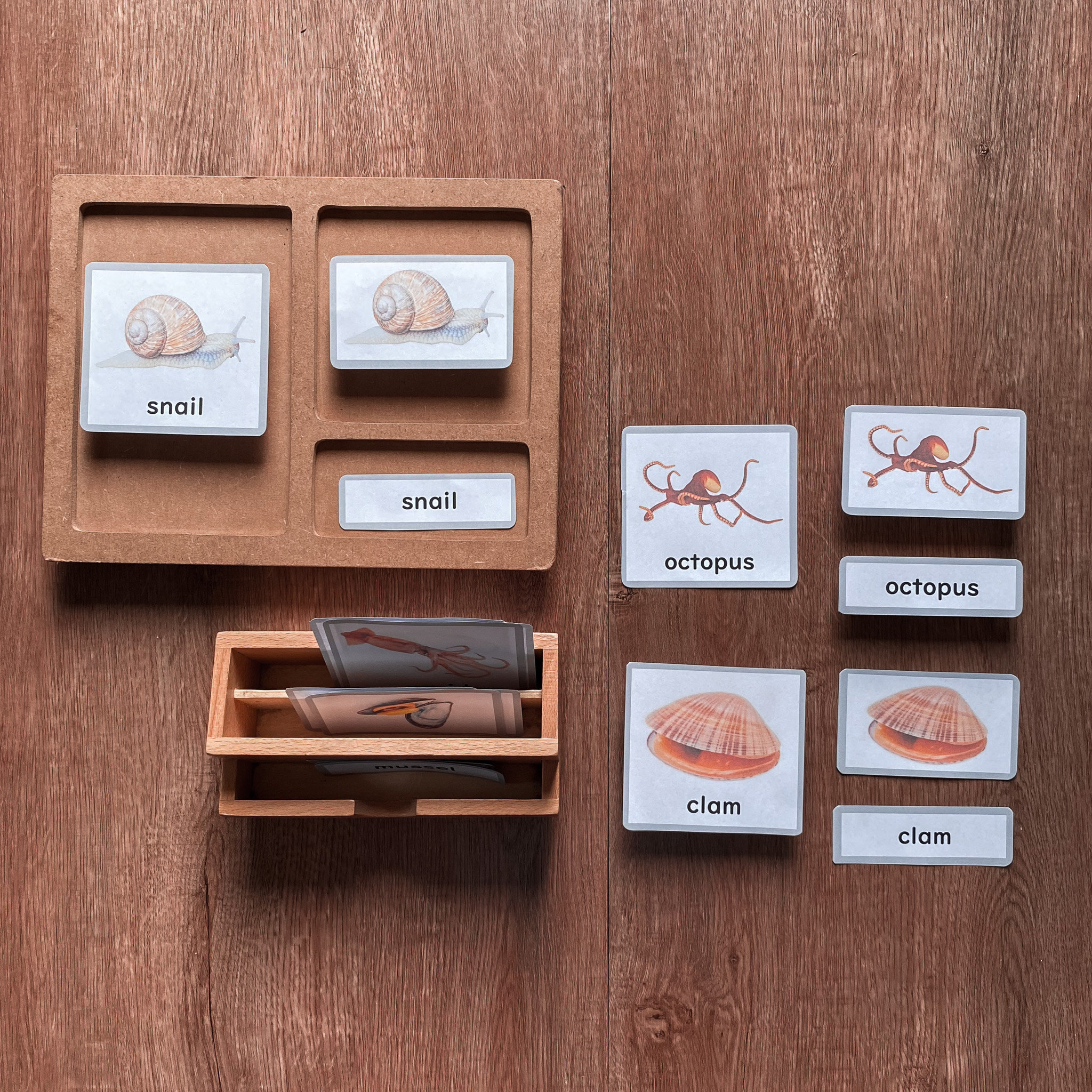 MOLLUSK Three Part Card Montessori Nomenclature 3-part Classified Card ...