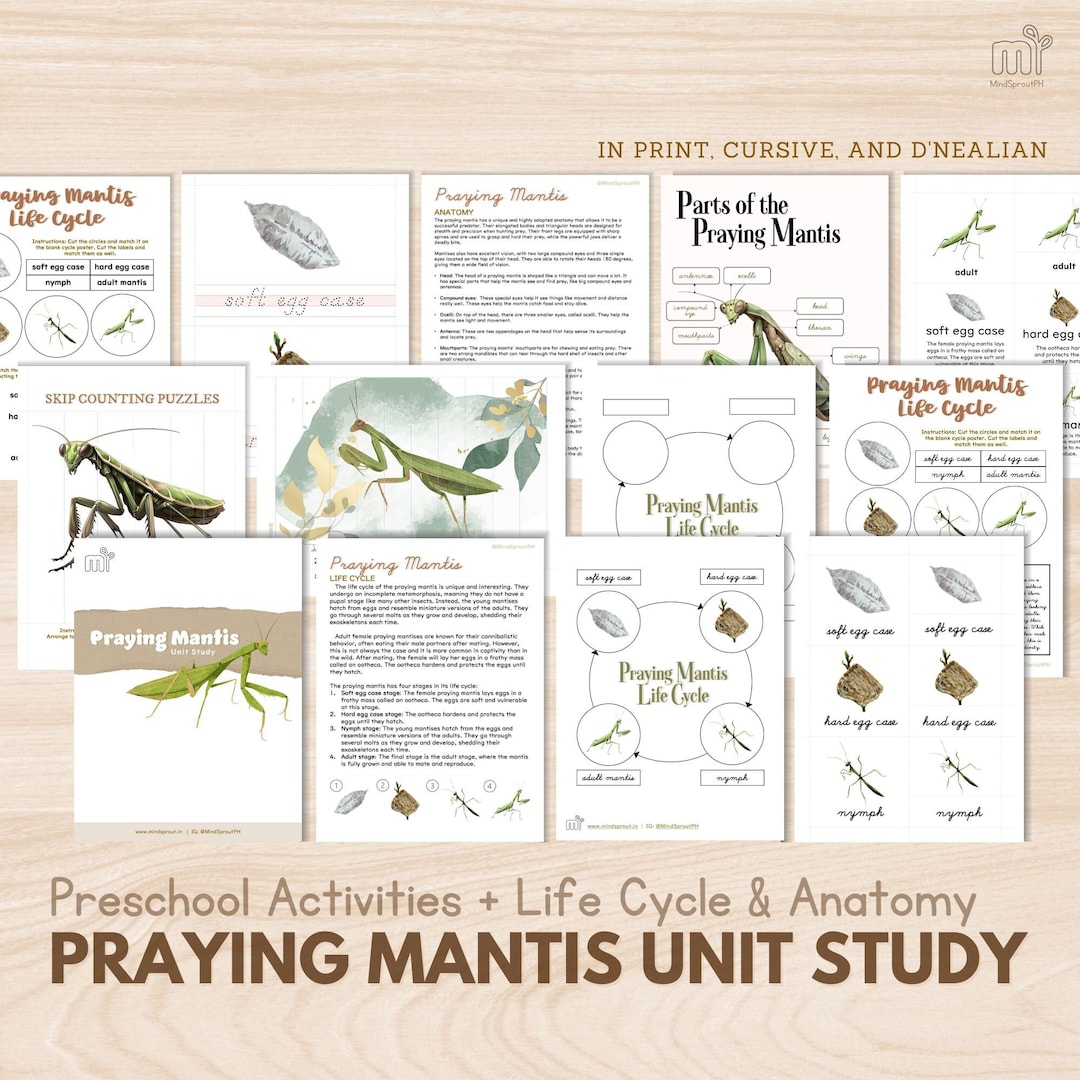 PRAYING MANTIS Unit Study Preschool Activity Life Cycle of Praying ...