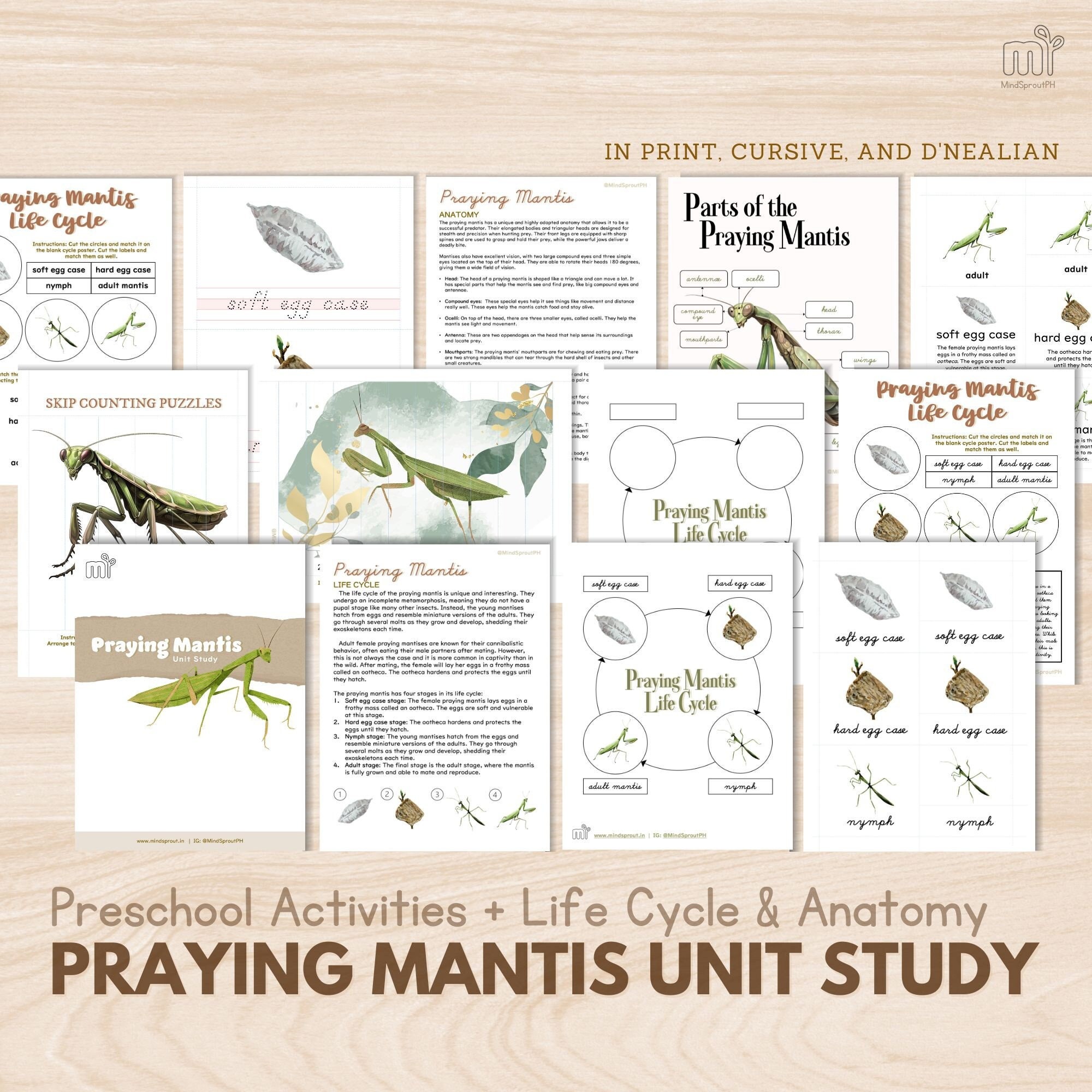 PRAYING MANTIS Unit Study Preschool Activity Life Cycle of Praying ...