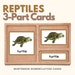 REPTILES Zoology Unit Study Parts Turtle Montessori Nomenclature 5-part ...