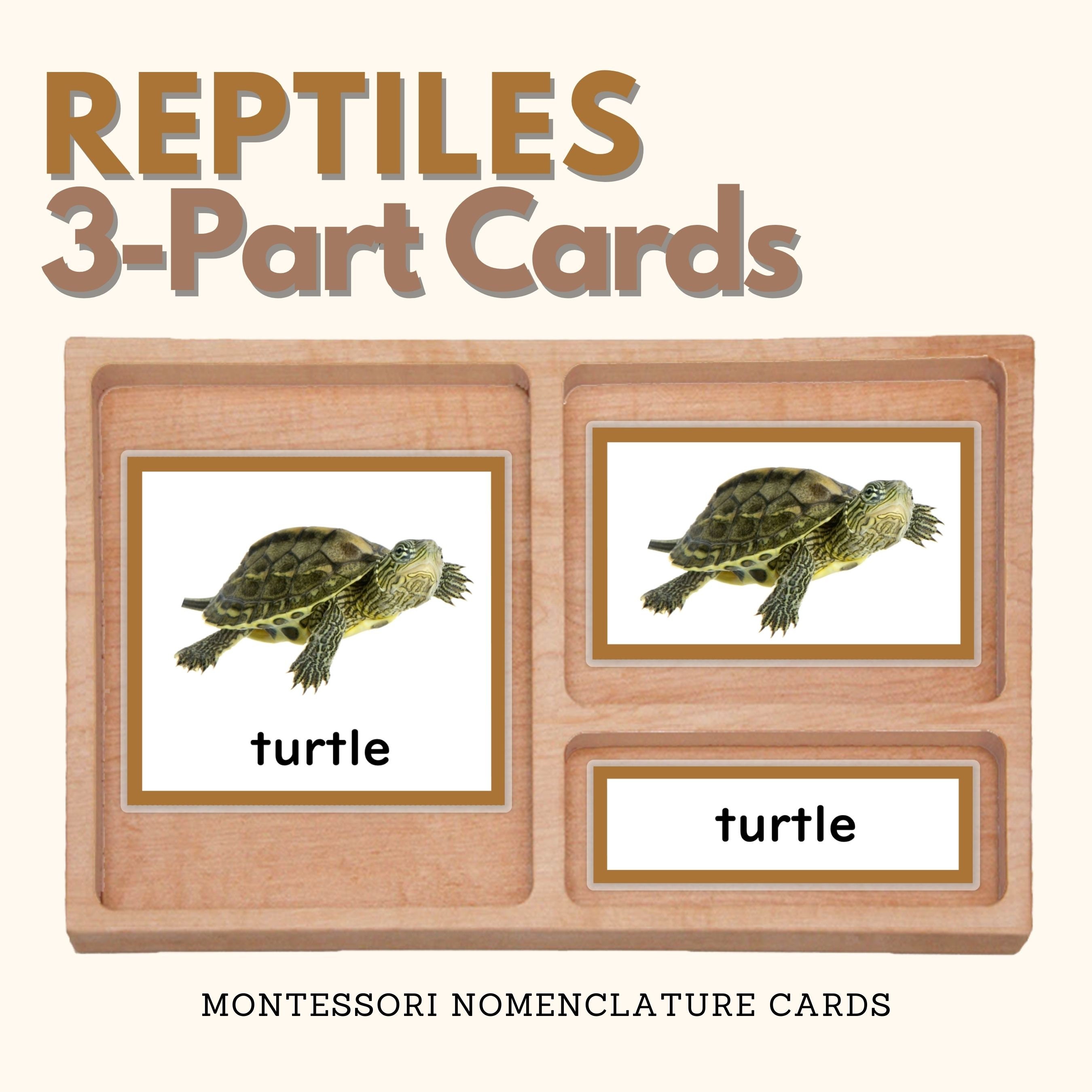 REPTILES Zoology Unit Study Parts Turtle Montessori Nomenclature 5-part ...