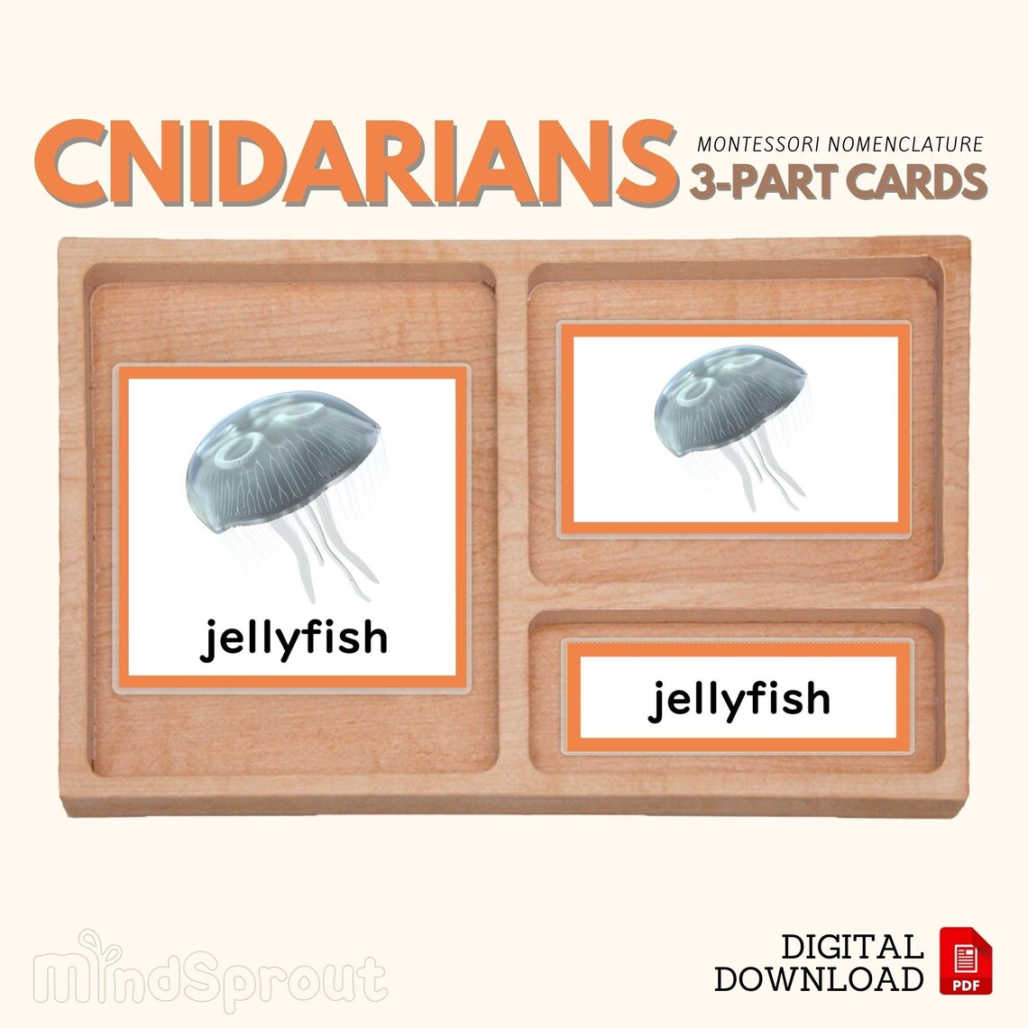 CNIDARIAN Three Part Cards Montessori Nomenclature 3-part Classified ...