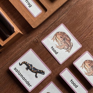 AMPHIBIAN Three Part Cards Montessori Nomenclature 3-part Classified ...