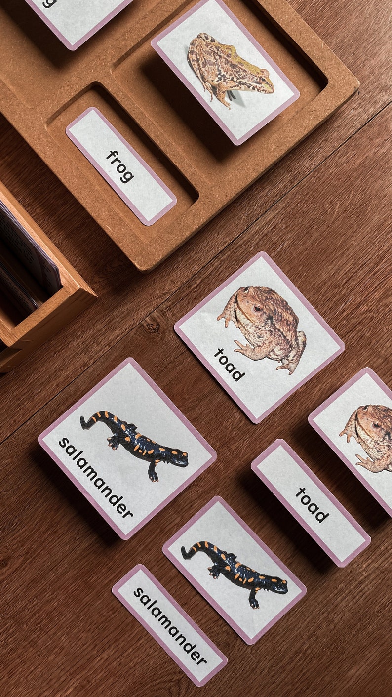 AMPHIBIAN Three Part Cards Montessori Nomenclature 3-part Classified ...
