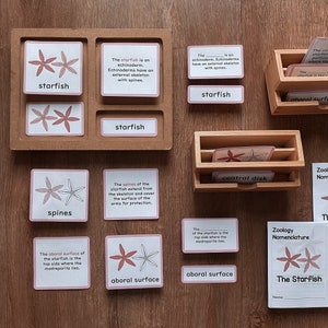ECHINODERMS Zoology Invertebrates Study Parts of Starfish Montessori ...