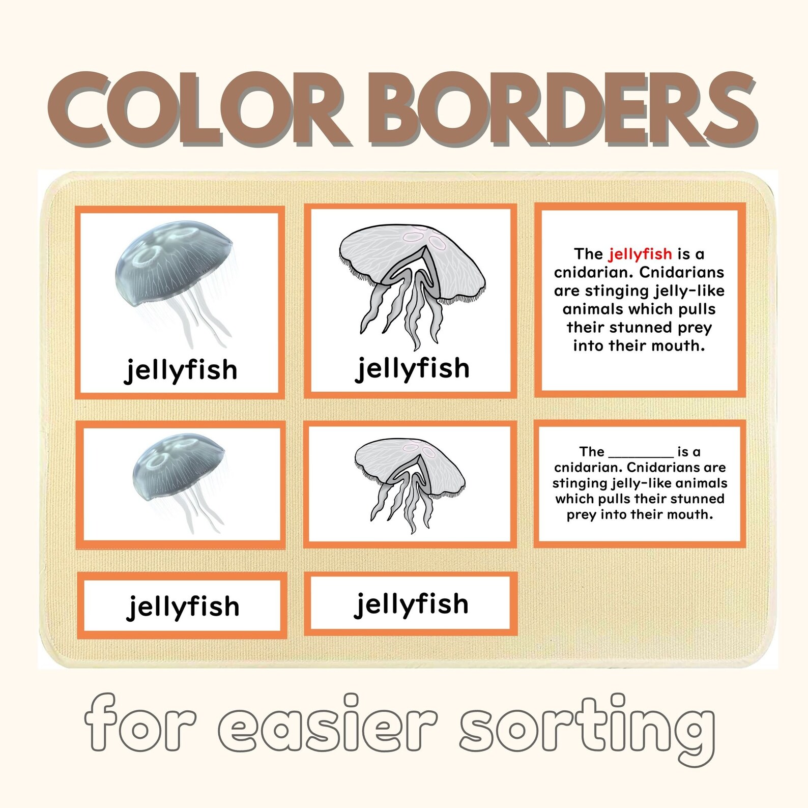 CNIDARIAN Three Part Cards Montessori Nomenclature 3-part Classified ...