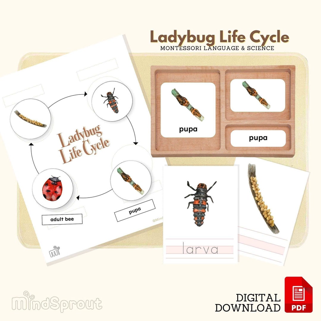 Life Cycle of Ladybug, Montessori Language Life Cycle Material, Life ...
