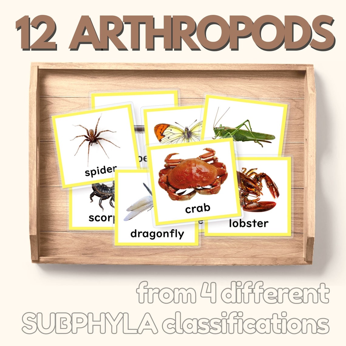ARTHROPODS Three Part Card Montessori Nomenclature 3-part Classified ...