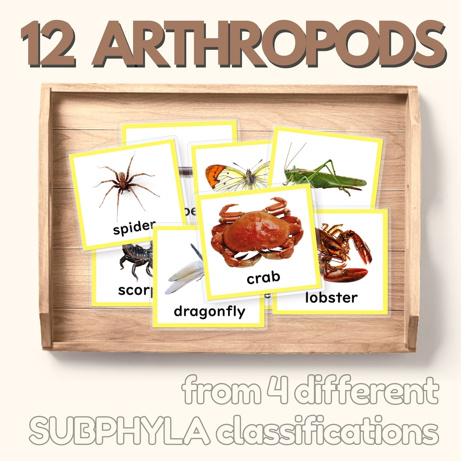 ARTHROPODS Three Part Card Montessori Nomenclature 3-part Classified ...