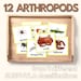 ARTHROPODS Three Part Card Montessori Nomenclature 3-part Classified ...