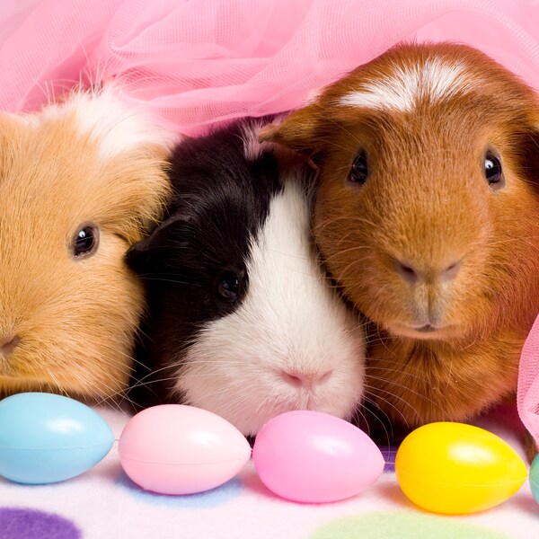 Easter Greeting - Etsy