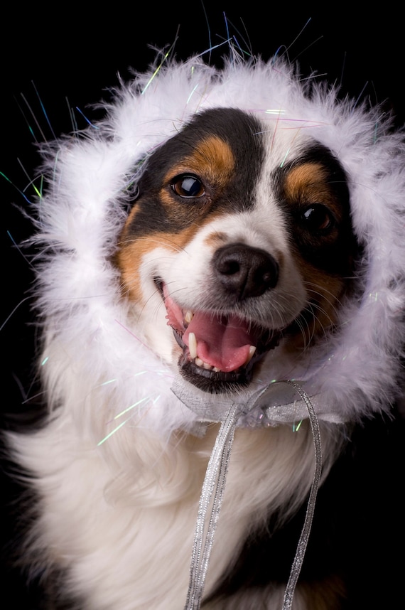 Dogs Smiling With Cards