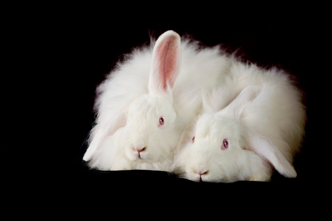2 White Albino Angora Rabbits on Dark Raspberry and Black Background ...