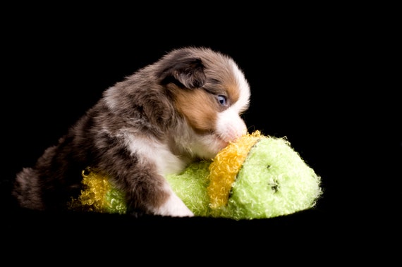 Blue Merle Australian Shepard Puppy Kissing Stuffed Frog Toy | Etsy