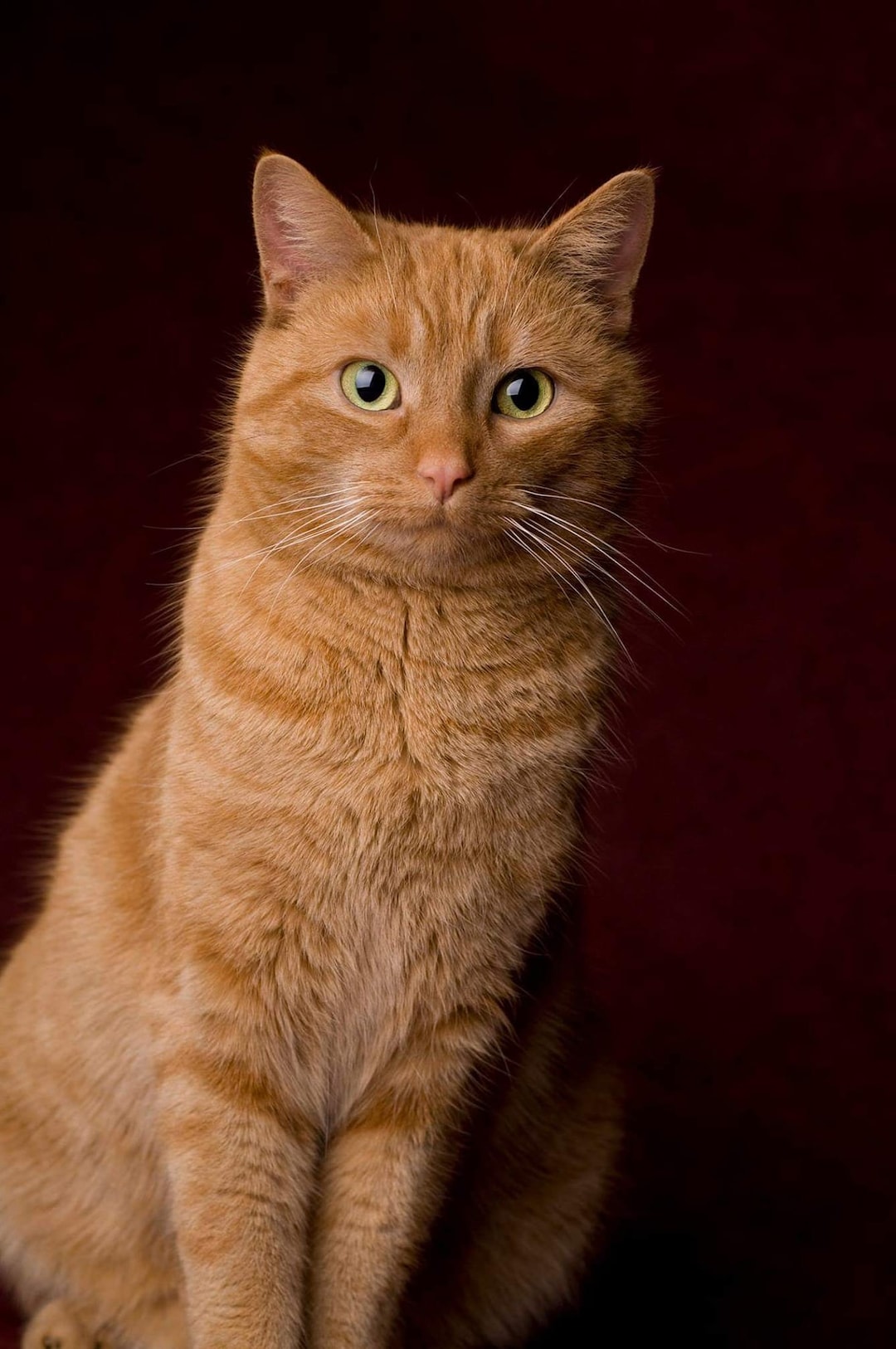 Orange Cat Portrait Blank Greeting Card Feline - Etsy