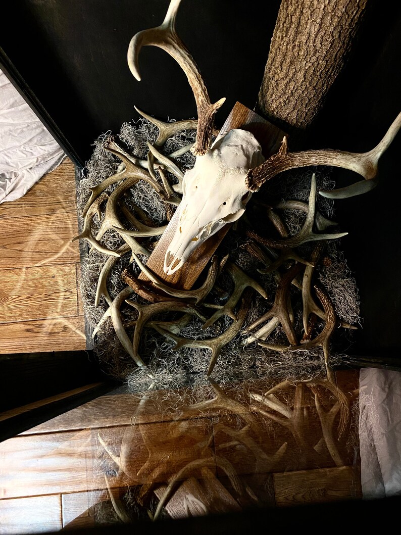 Pedestal Deer Mount - Etsy
