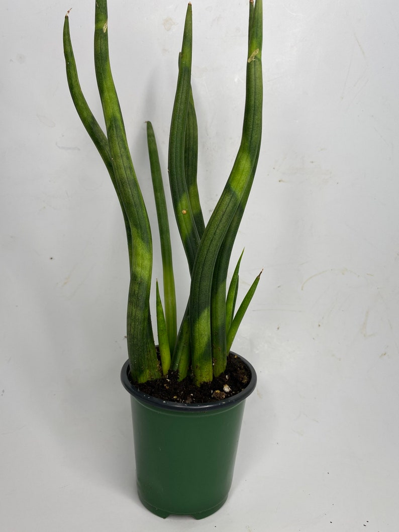 Sansevieria Cylindrica .air Purifying House Plant. - Etsy