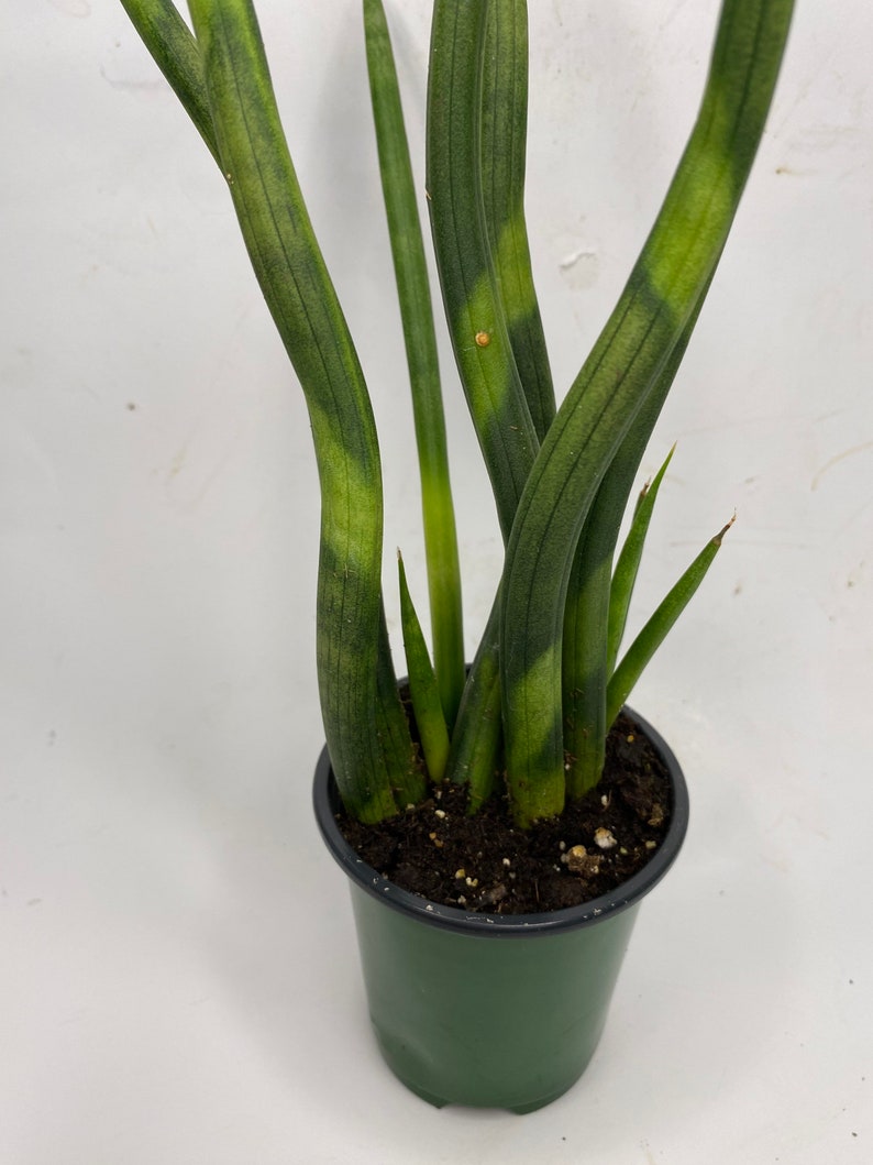 Sansevieria Cylindrica .air Purifying House Plant. - Etsy