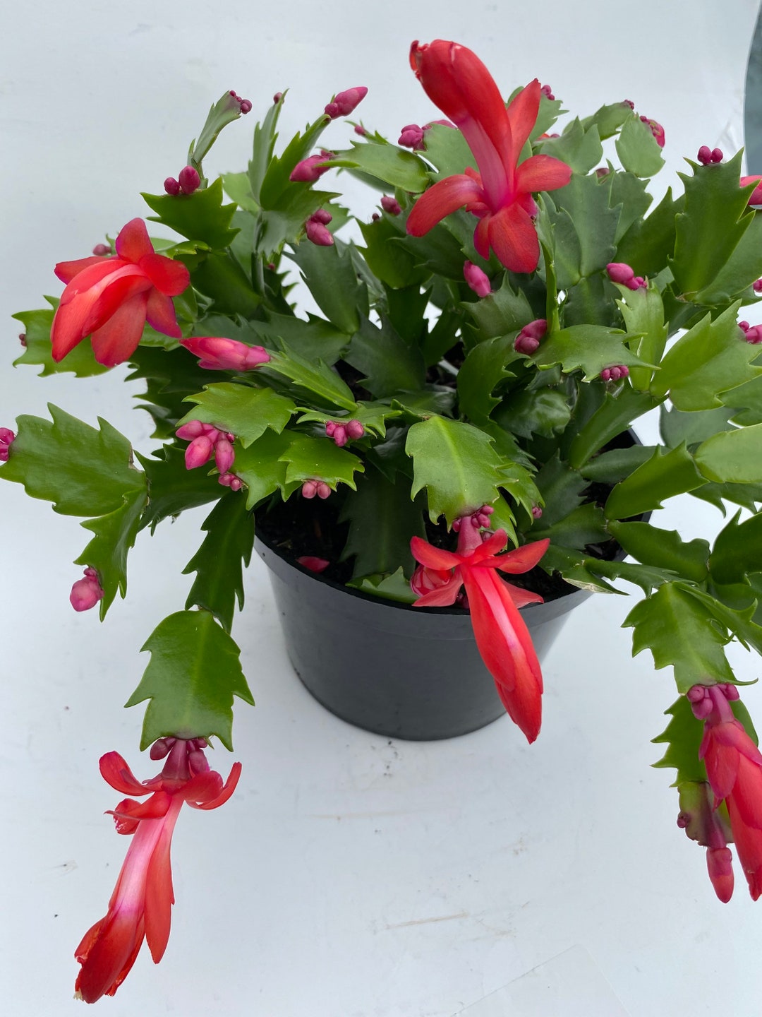 Red, .thanksgiving Cactus/ Christmas Cactus.house Plant, - Etsy