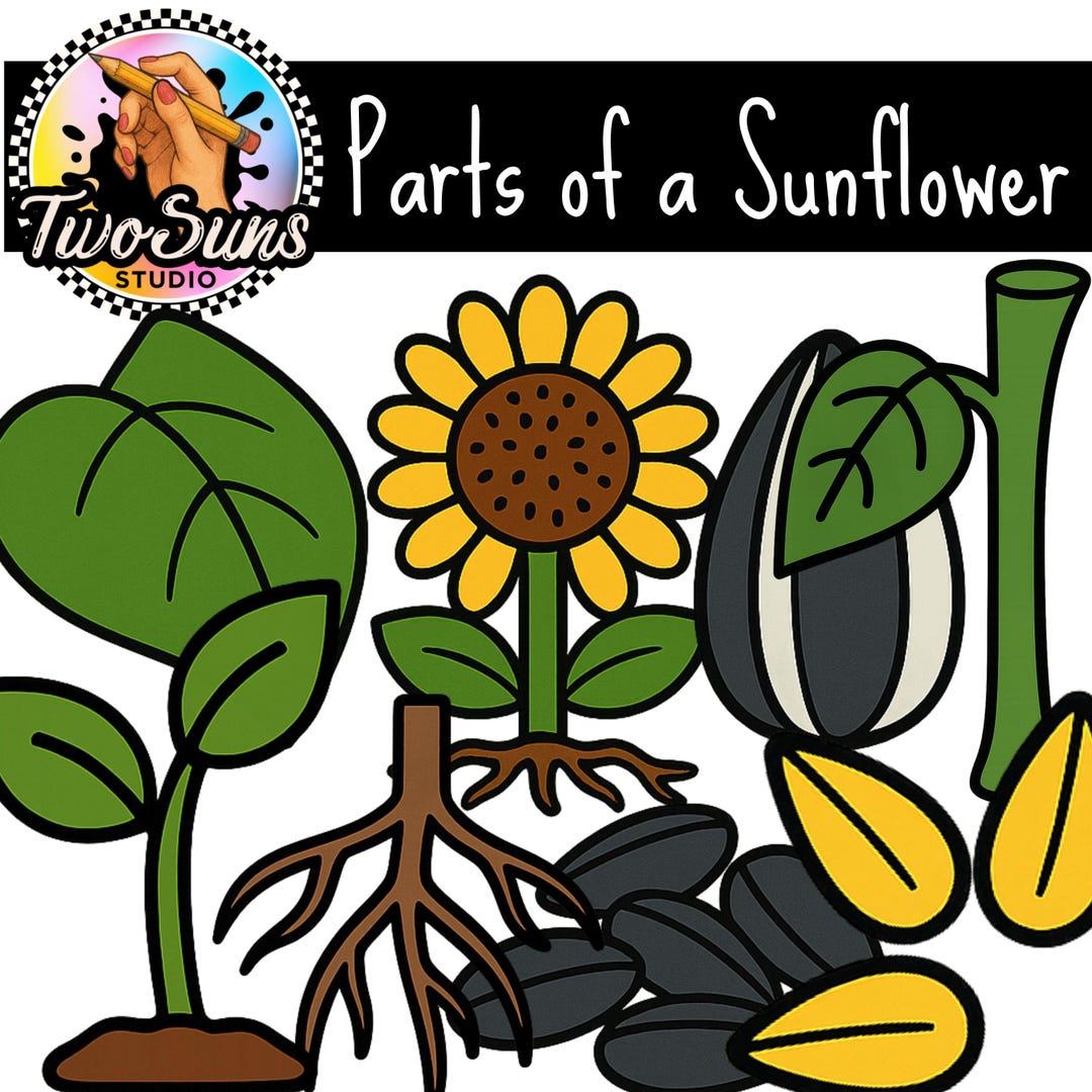 Parts of a Sunflower Clipart Set for Science, 8 PNG Illustrations ...