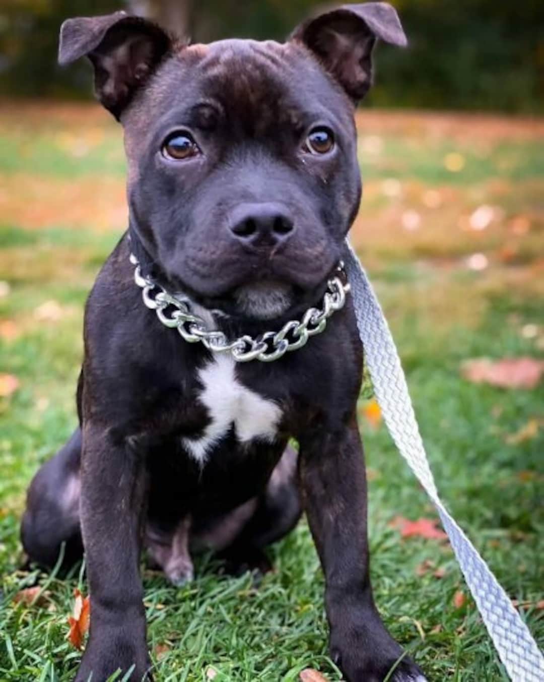 Silver Plated Dog Chain Necklace Cuban Link Our Custom Blend & Durable ...