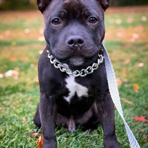 Silver Plated Dog Chain/necklace - Cuban Link - Our Custom Blend ...