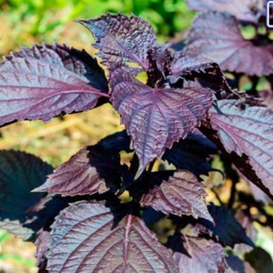 200 Perilla Seeds - Perilla Frutescens 'crispa' - Red Shiso Beefsteak ...