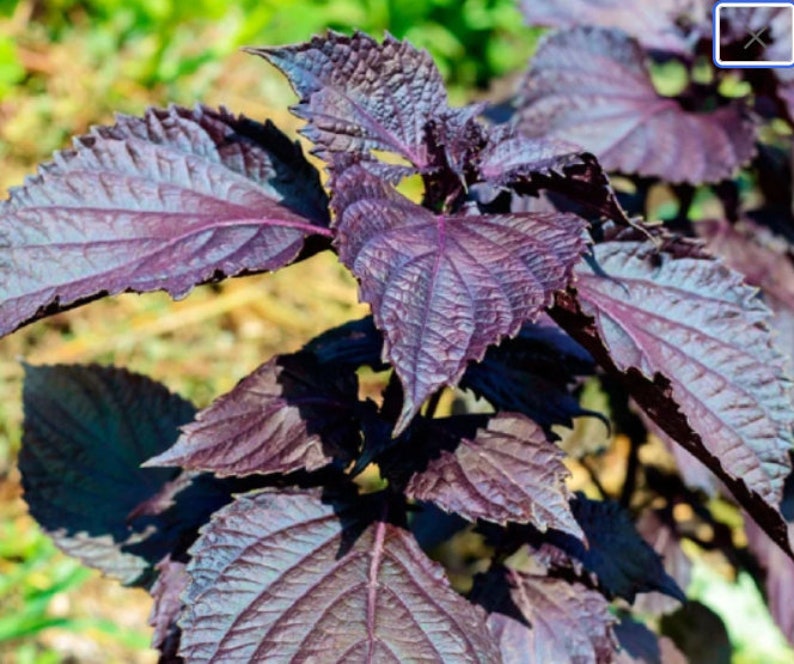 200 Perilla Seeds Perilla Frutescens 'crispa' Red Shiso Beefsteak ...