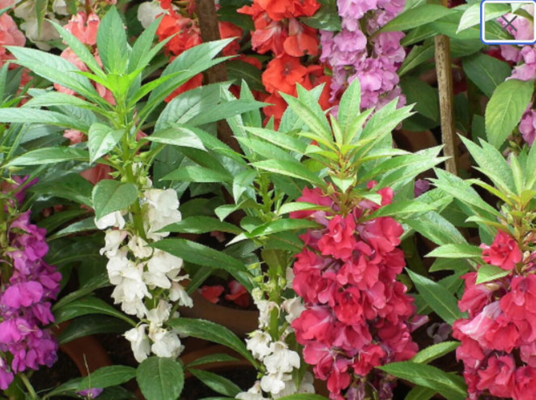 100 Garden Balsam Seeds - Impatiens Balsamina - Touch-me-not Flower ...