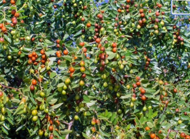 10 Jujube Seeds Ziziphus Jujuba Chinese Red Date TCM Herb Da Zao Edible ...