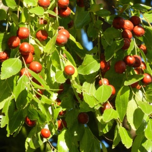 25 Jujube Seeds - Ziziphus Jujuba - Chinese Red Date TCM Herb Da Zao ...