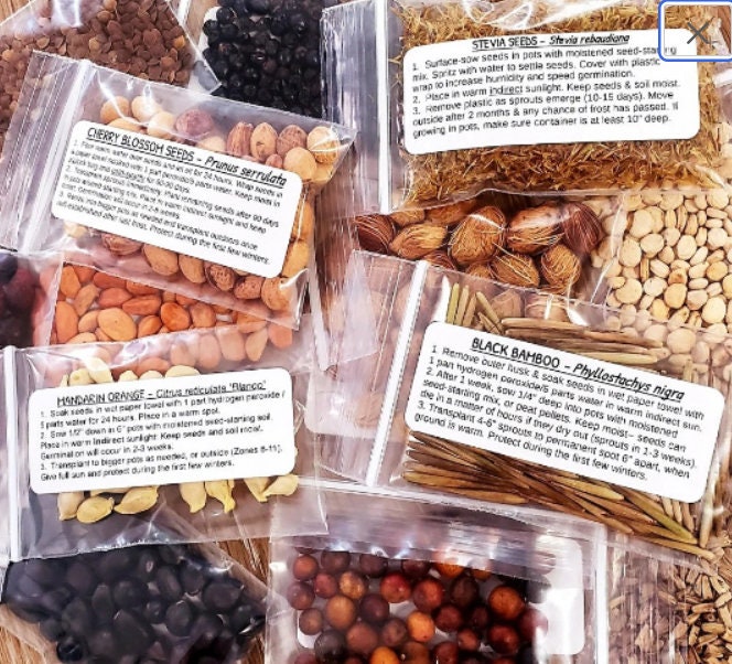 10 Jujube Seeds Ziziphus Jujuba Chinese Red Date TCM Herb Da Zao Edible ...