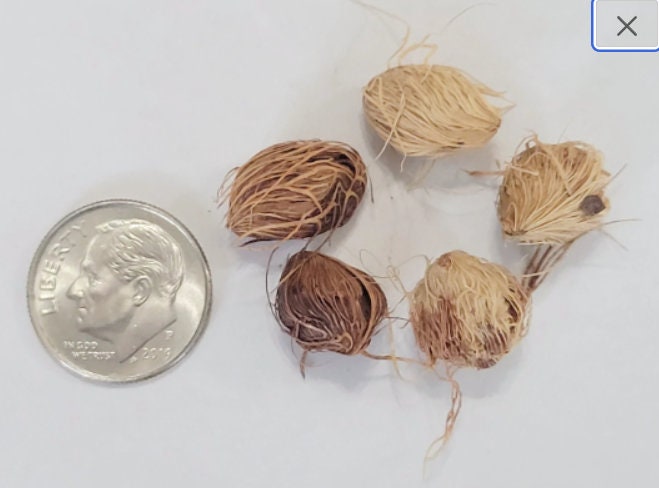 Areca Butterfly Palm Seeds Dypsis Lutescens Bamboo Palm Tree Yellow ... Areca Butterfly Palm Seeds Dypsis Lutescens Bamboo Palm Tree Yellow ...