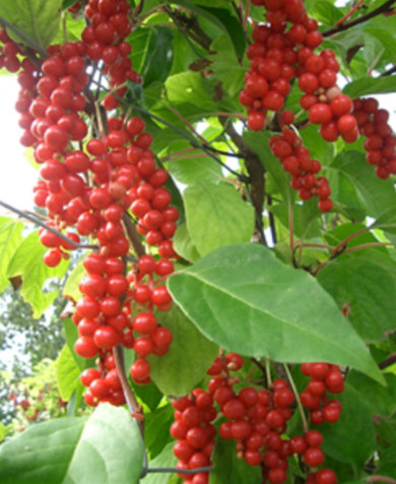 50 Schisandra Seeds Schisandra Chinensis Magnolia Berry Vine Five ...