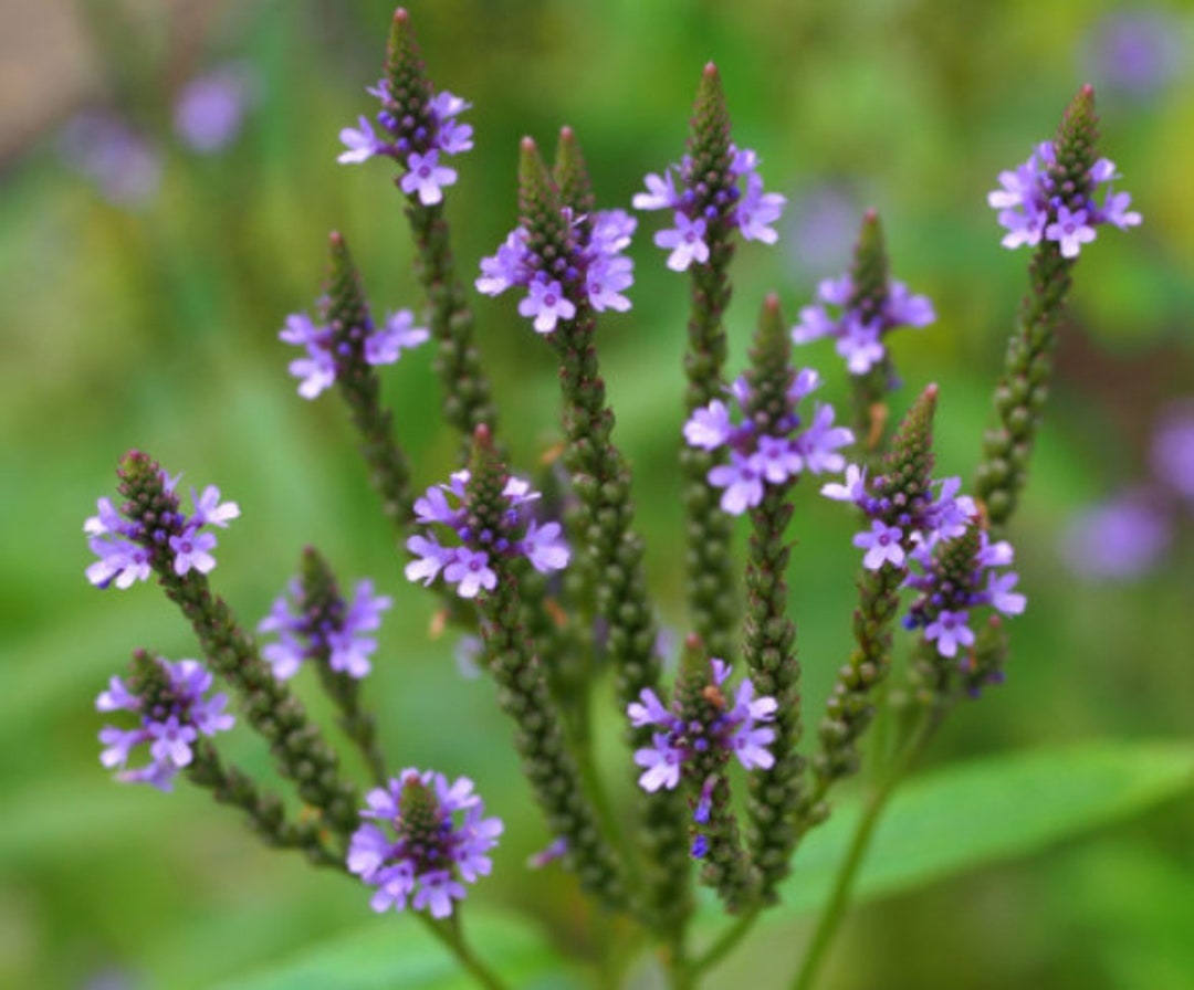 100 Vervain Seeds - Verbena Officinalis - Common Vervain Holy Wort ...