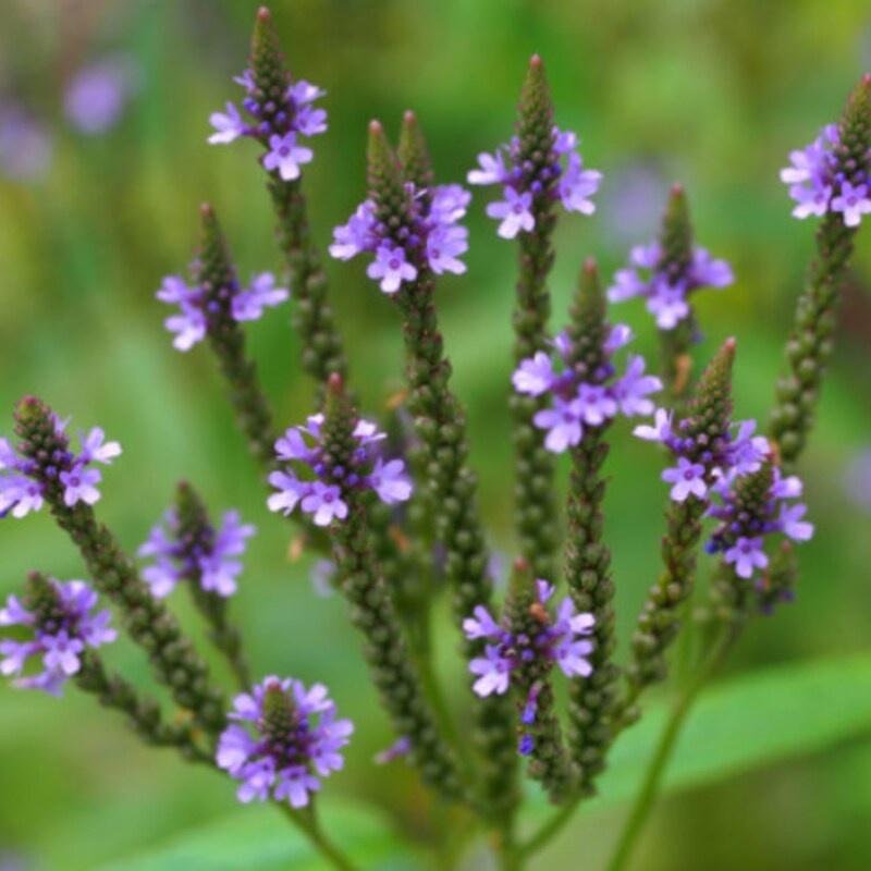 Verbena Seeds - Etsy