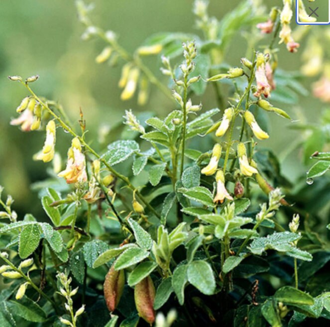Astragalus Seeds - Astragalus Propinquus / Membranaceus - Milkvetch ...