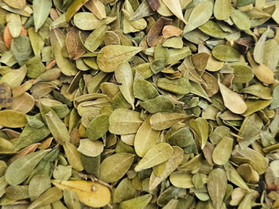 Bearberry Uva Ursi - Arctostaphylos Uva-ursi - Dried Herb Leaf ...