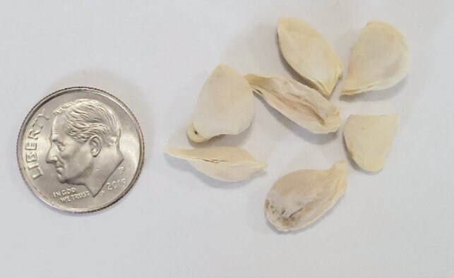 10 Citron Seeds Citrus Medica Fragrant Flowering Evergreen Fruit Tree ...