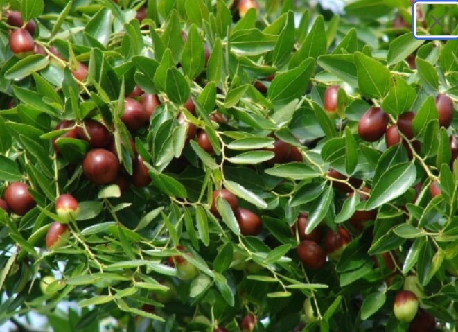 10 Jujube Seeds Ziziphus Jujuba Chinese Red Date TCM Herb Da Zao Edible Fruit Tree Medicinal ...