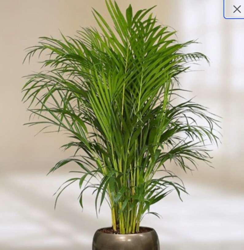 10 Areca Butterfly Palm Tree Seeds Dypsis Lutescens Bamboo Palm Tree ...