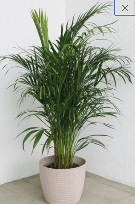 Areca Butterfly Palm Seeds Dypsis Lutescens Bamboo Palm Tree Yellow ... Areca Butterfly Palm Seeds Dypsis Lutescens Bamboo Palm Tree Yellow ...