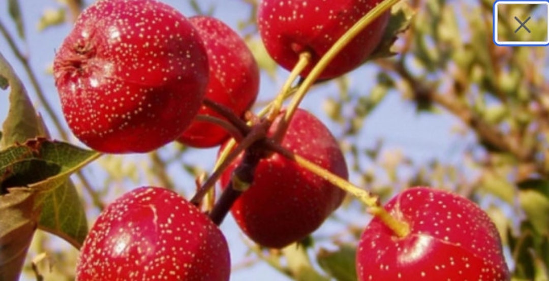 10 Hawthorn Tree Seeds - Crataegus Pinnatifida - Chinese Hawthorn Fruit ...