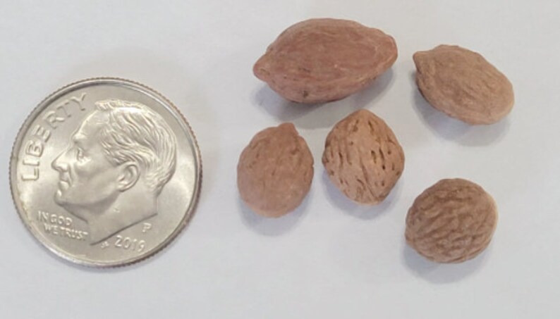 10 Jujube Seeds Ziziphus Jujuba Chinese Red Date TCM Herb Da Zao Edible Fruit Tree Medicinal ...