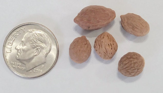 10 Jujube Seeds Ziziphus Jujuba Chinese Red Date TCM Herb Da Zao Edible ...