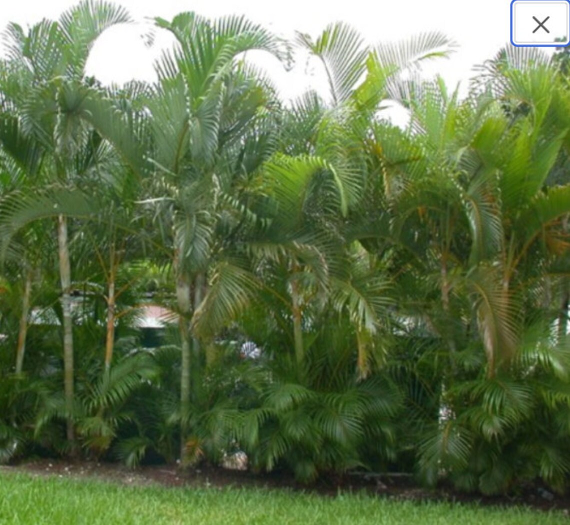 Areca Butterfly Palm Seeds Dypsis Lutescens Bamboo Palm Tree Yellow ... Areca Butterfly Palm Seeds Dypsis Lutescens Bamboo Palm Tree Yellow ...