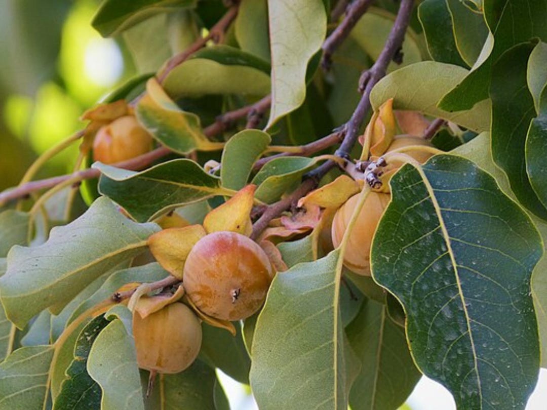 Date Plum Persimmon Seeds - Diospyros Lotus - Lilac Persimmon Caucasian ...